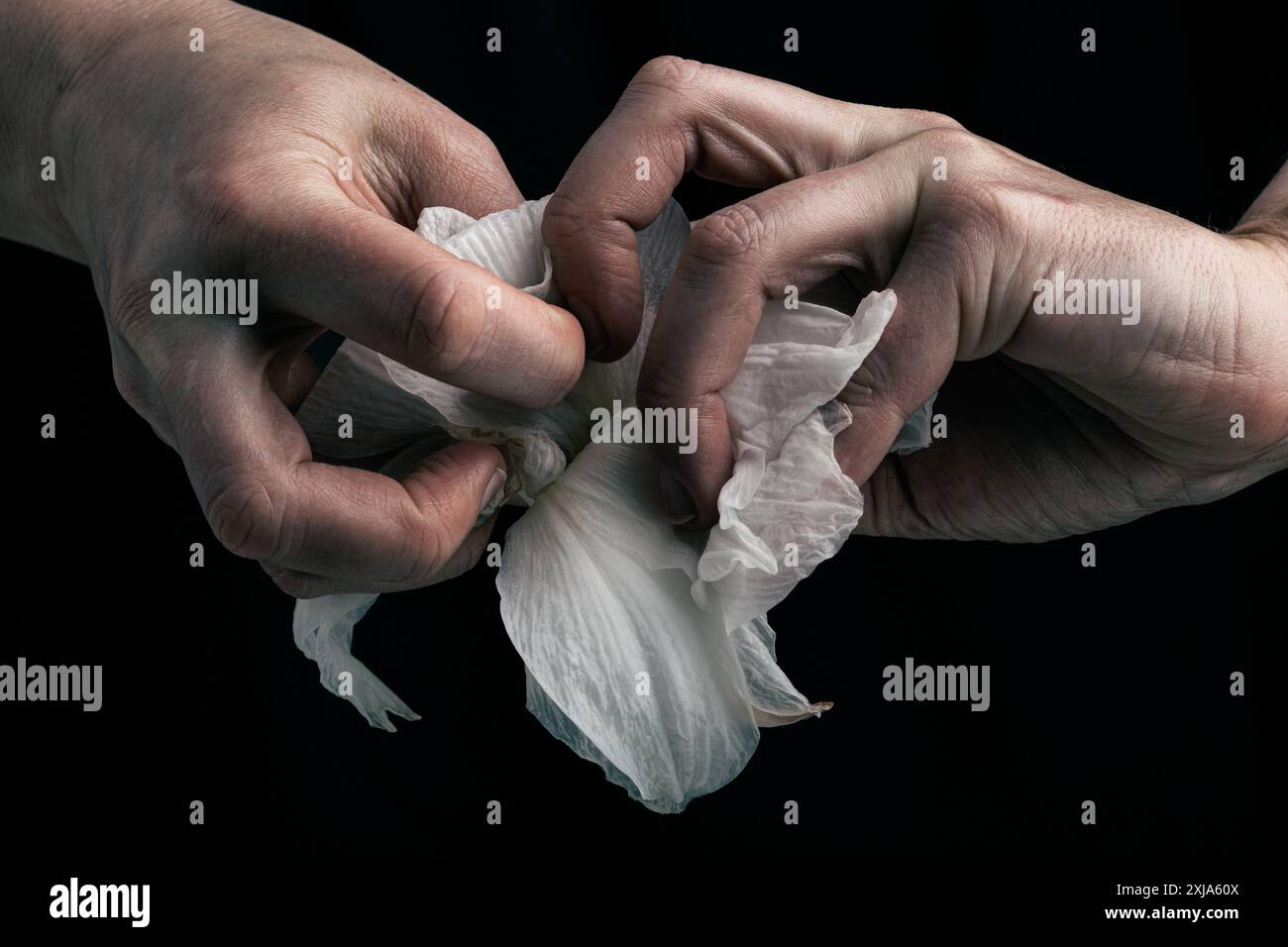hands tearing white fragile flower, metaphor of violence abuse ...