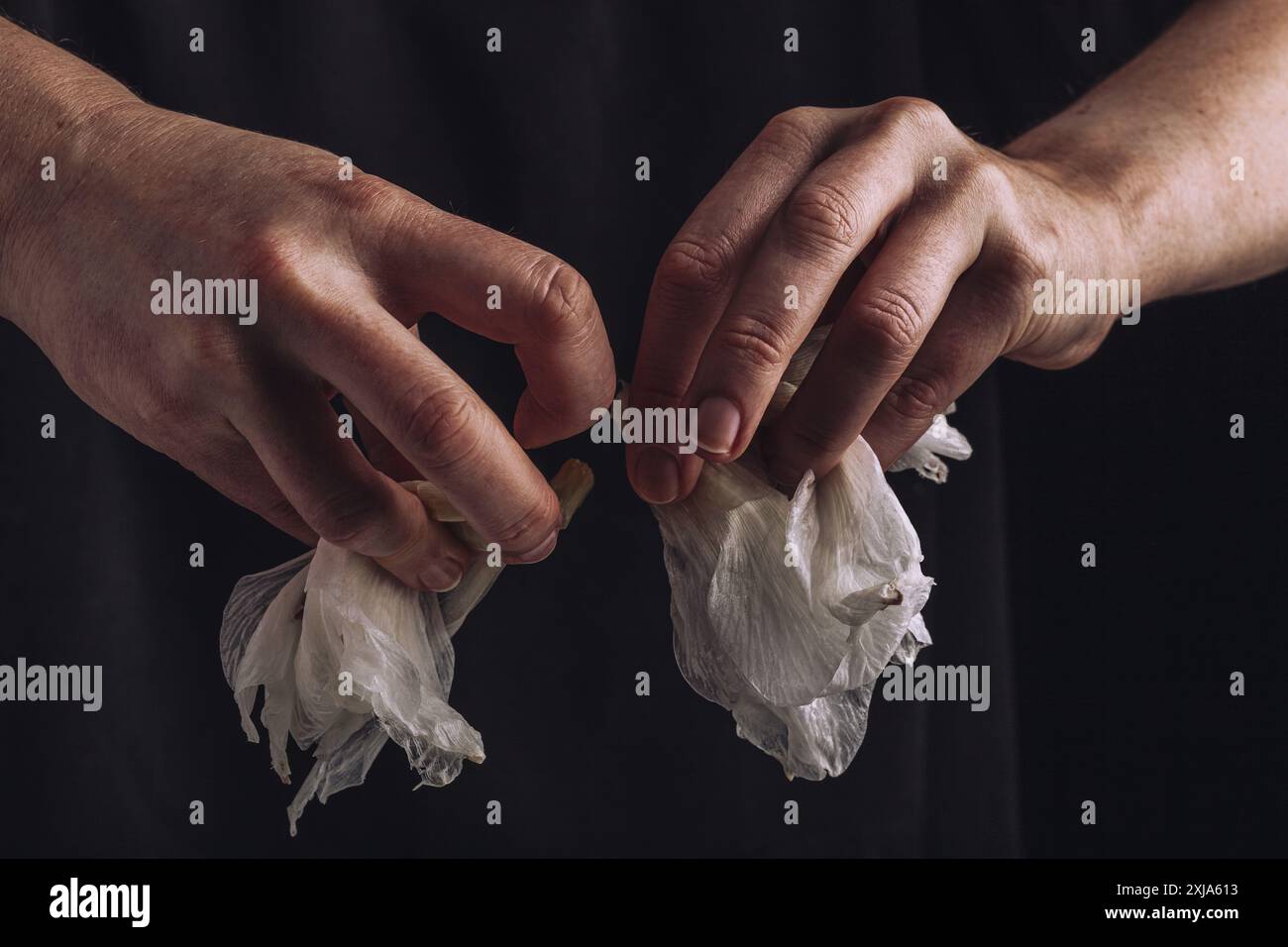 hands tearing white fragile flower, metaphor of violence abuse ...