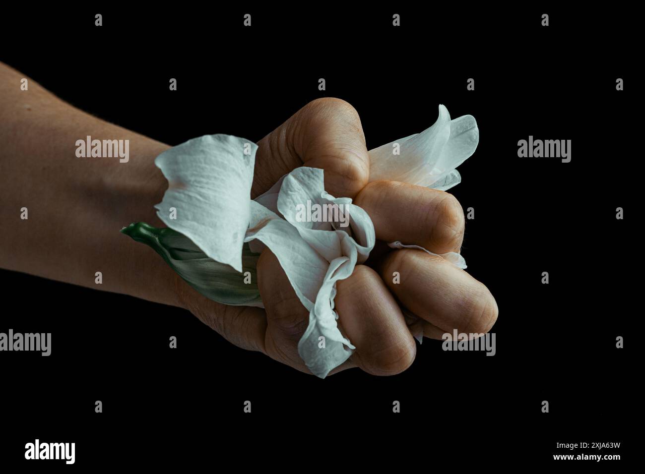 hand crumpling white fragile flower, metaphor of violence abuse ...