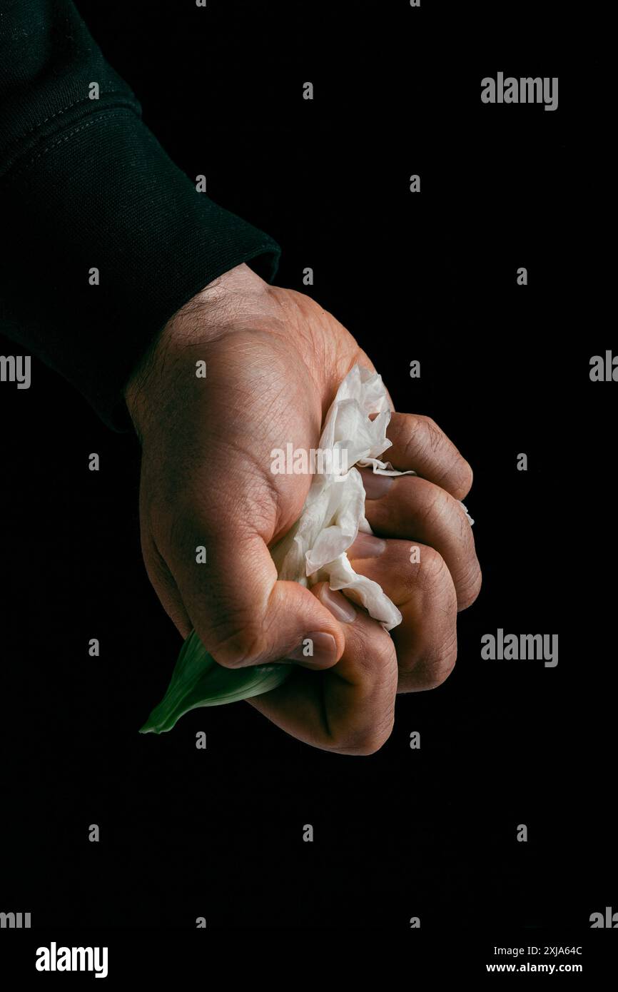 hand crumpling white fragile flower, metaphor of violence abuse ...