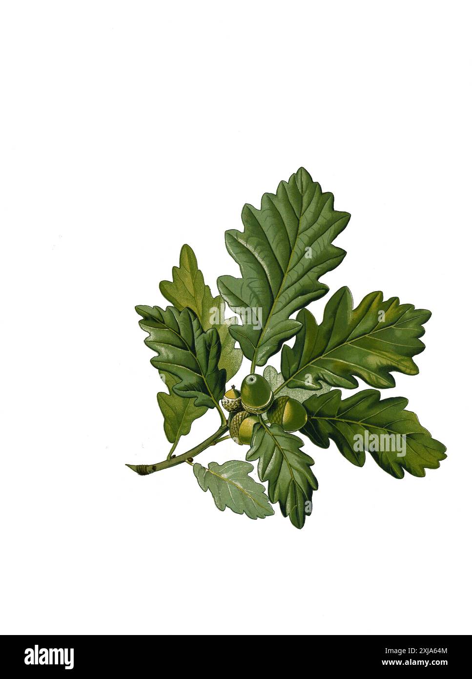 Heilpflanze, Traubeneiche, Quercus petraea, Quercus sessilis Ehrh. ex Schur, Quercus ...