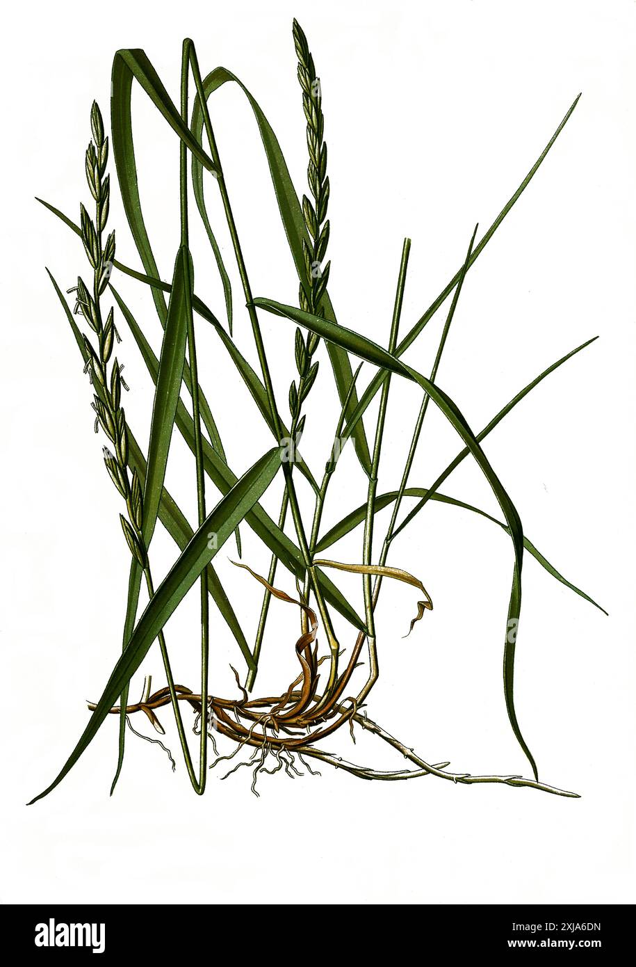 Heilpflanze, Kriech-Quecke (Elymus repens), Gemeine Quecke, Gewöhnliche ...