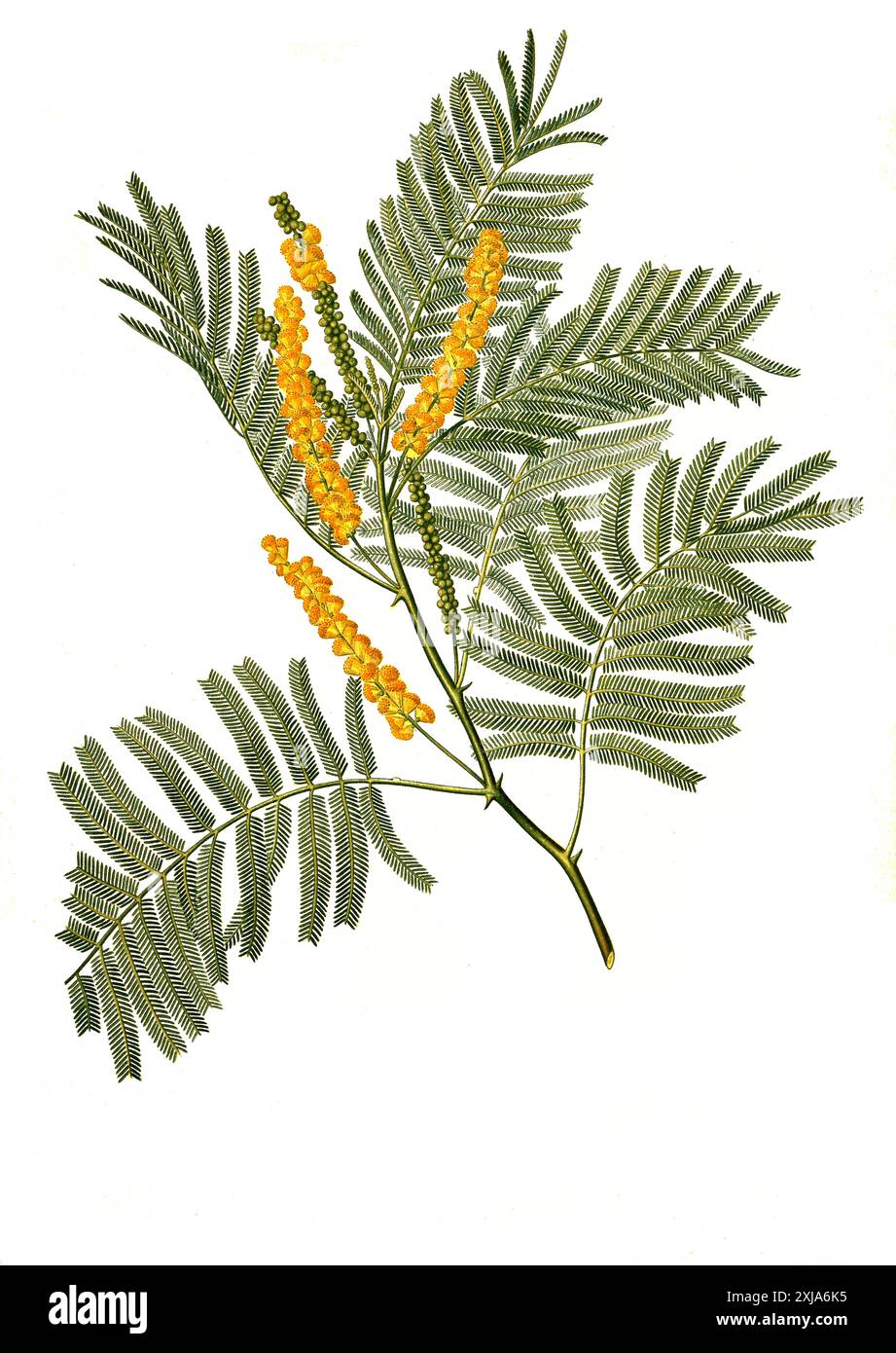 Katechu hi-res stock photography and images - Alamy