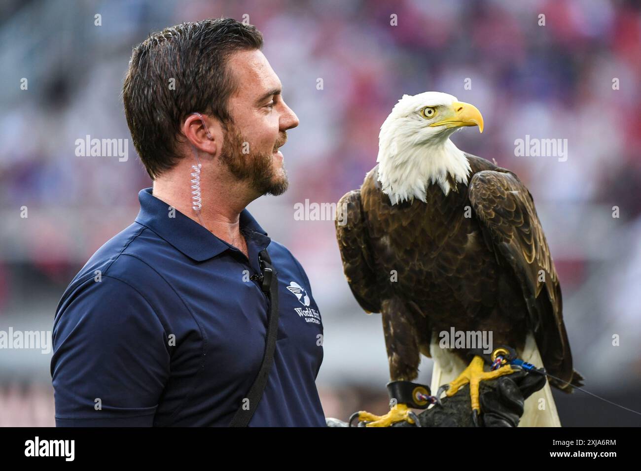 Bald eagle vs hi-res stock photography and images - Alamy
