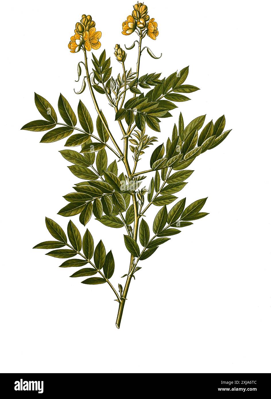 Medicinal plant senna Cut Out Stock Images & Pictures - Alamy