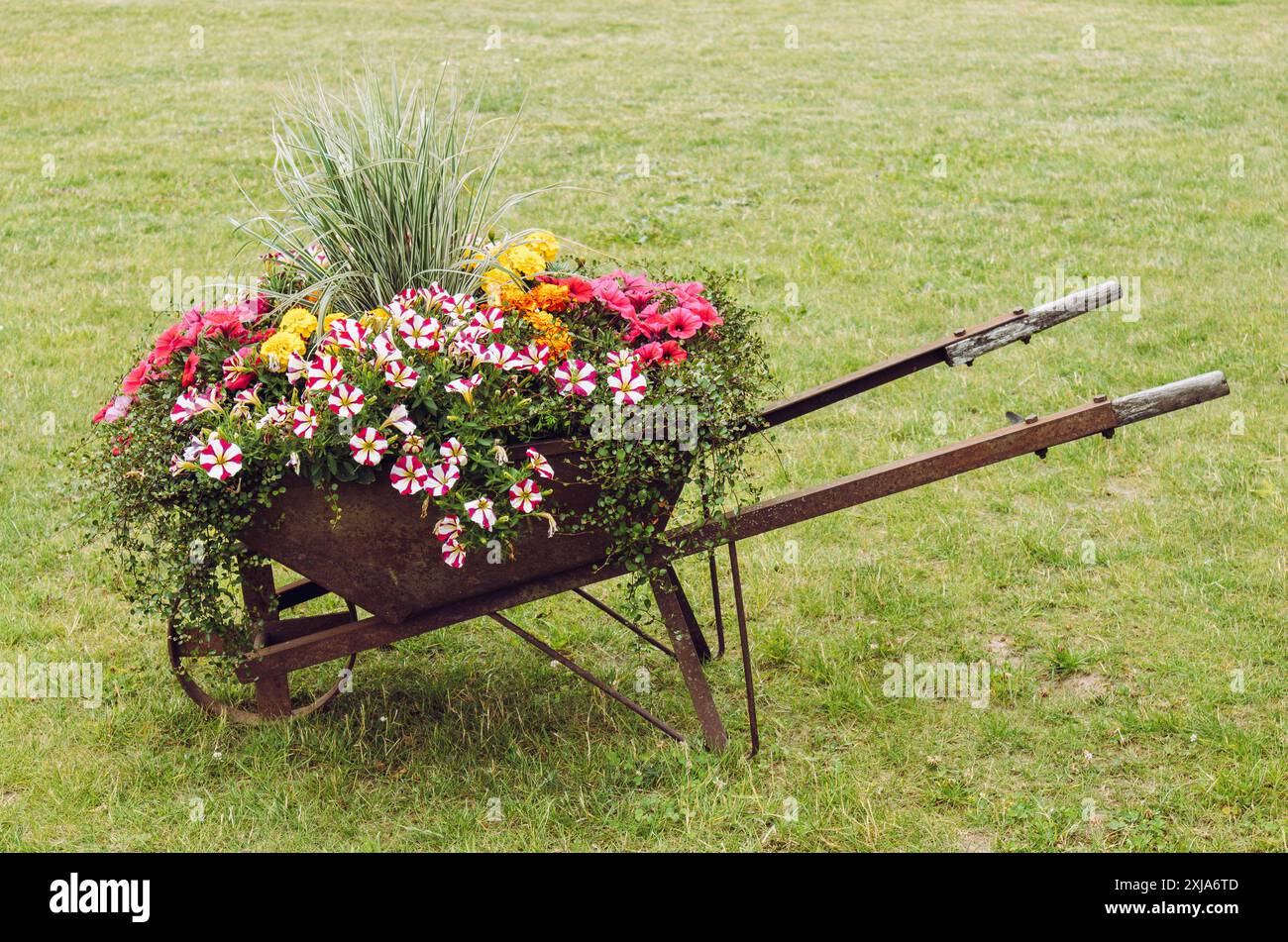 Various flowers growing inside old retro rusty wheelbarrow on green ...