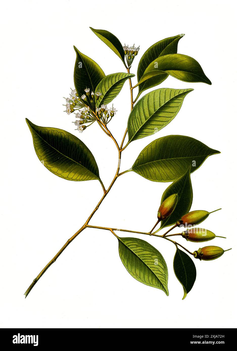 Payena leerii hi-res stock photography and images - Alamy