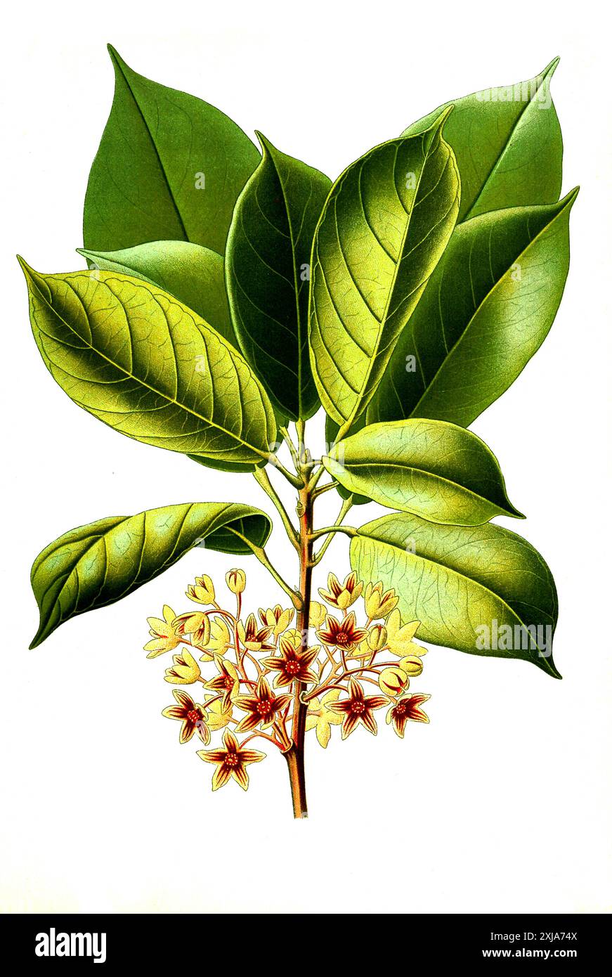 Kolabaum hi-res stock photography and images - Alamy