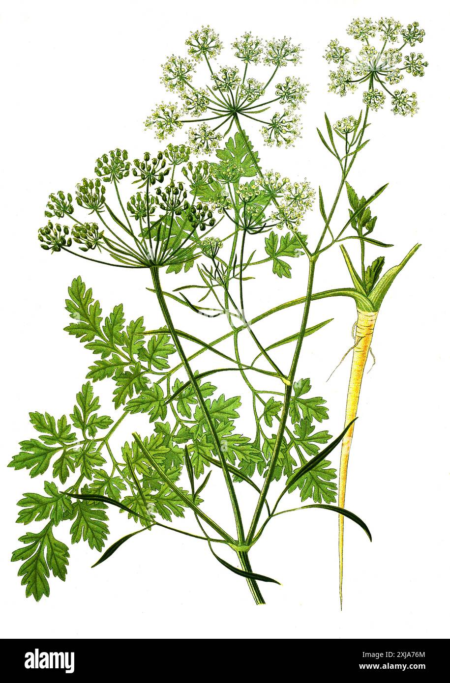 Herbs herbal healing petroselinum crispum hi-res stock photography and ...