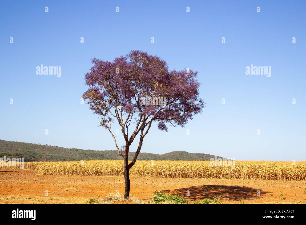 Catalao, Goias, Brazil – July 13, 2024: A lone tree in a landscape with ...