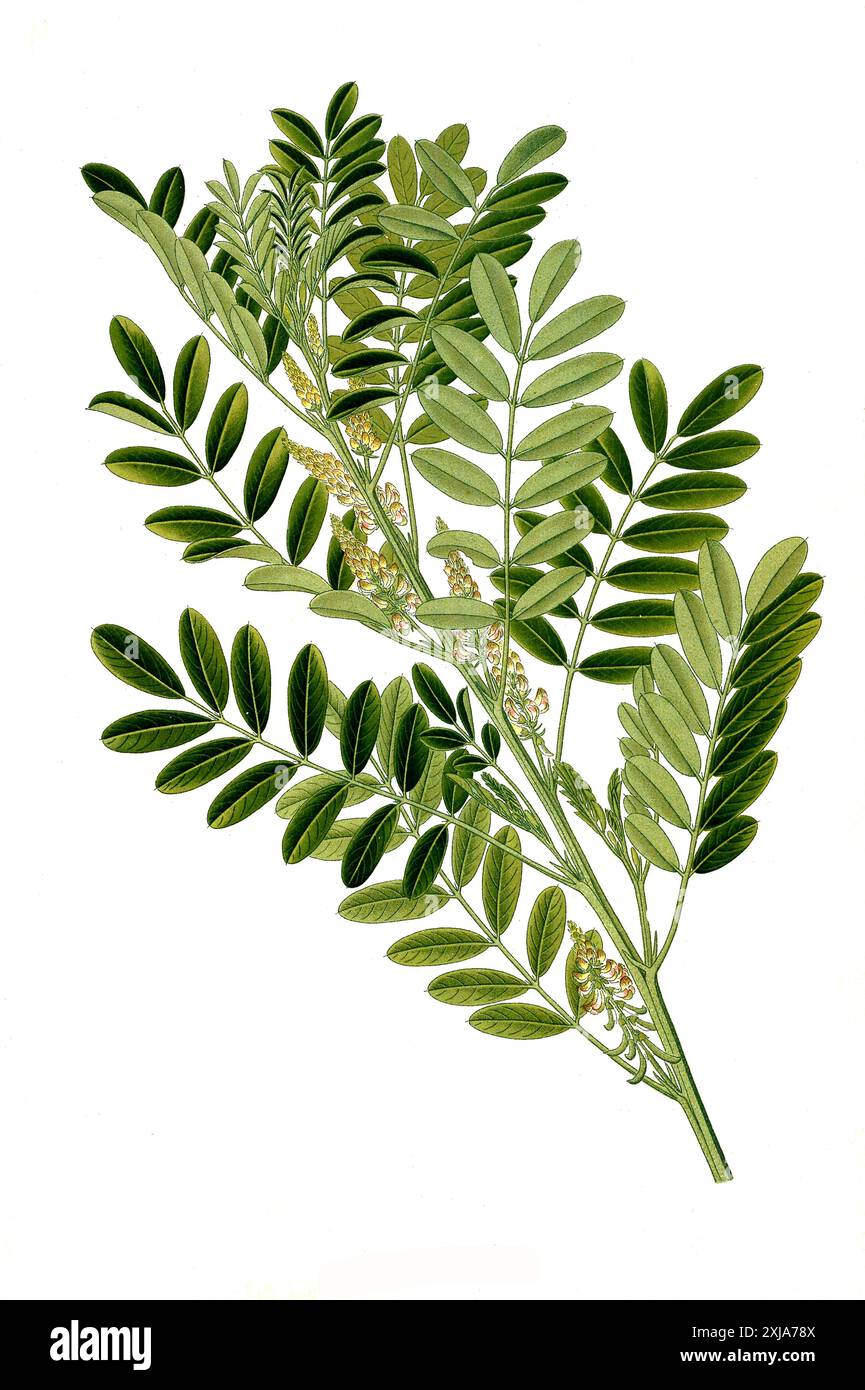 Heilpflanze, Indigofera anil, guatemaltekischer Indigo, kleinblättriger Indigo, westindischer ...