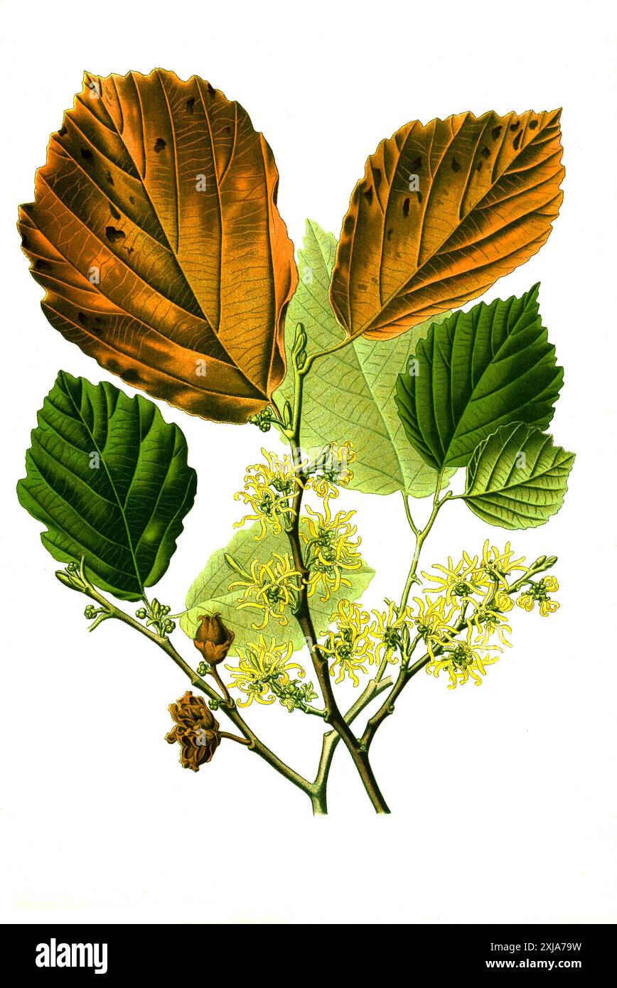 Herbstbluhende zaubernuss hi-res stock photography and images - Alamy