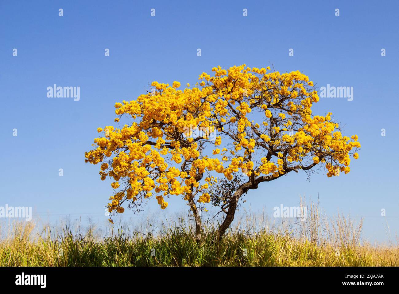 Catalao, Goias, Brazil – July 13, 2024: A flowering yellow ipe tree in ...