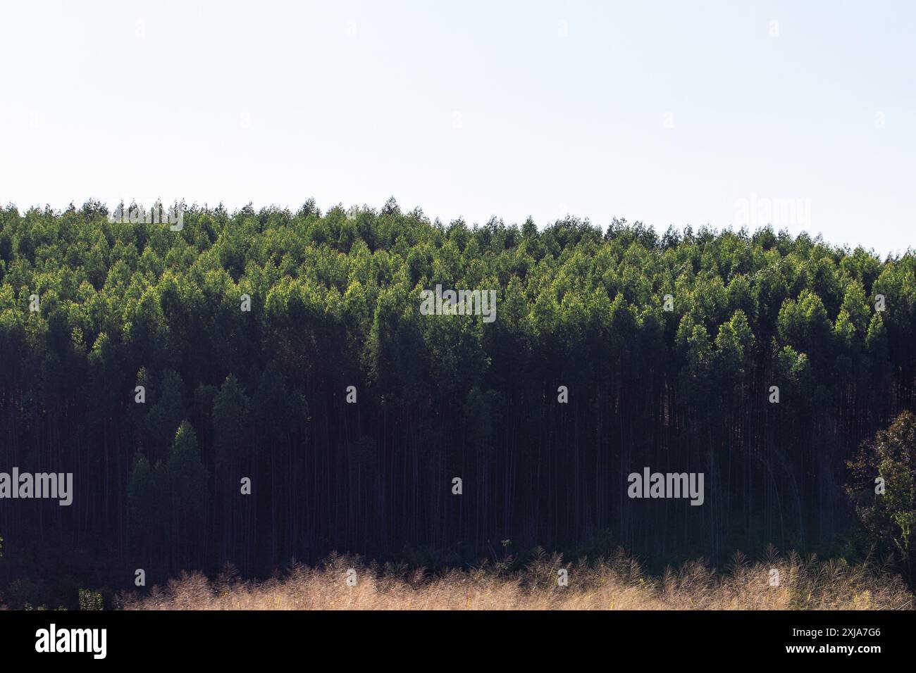 Catalao, Goias, Brazil – July 13, 2024: Photography of pine plantation ...