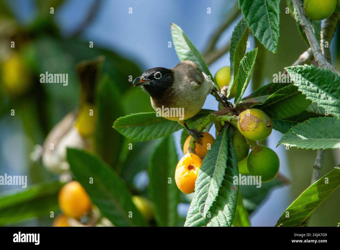 white-spectacled bulbul (Pycnonotus xanthopygos) on a loquat ...
