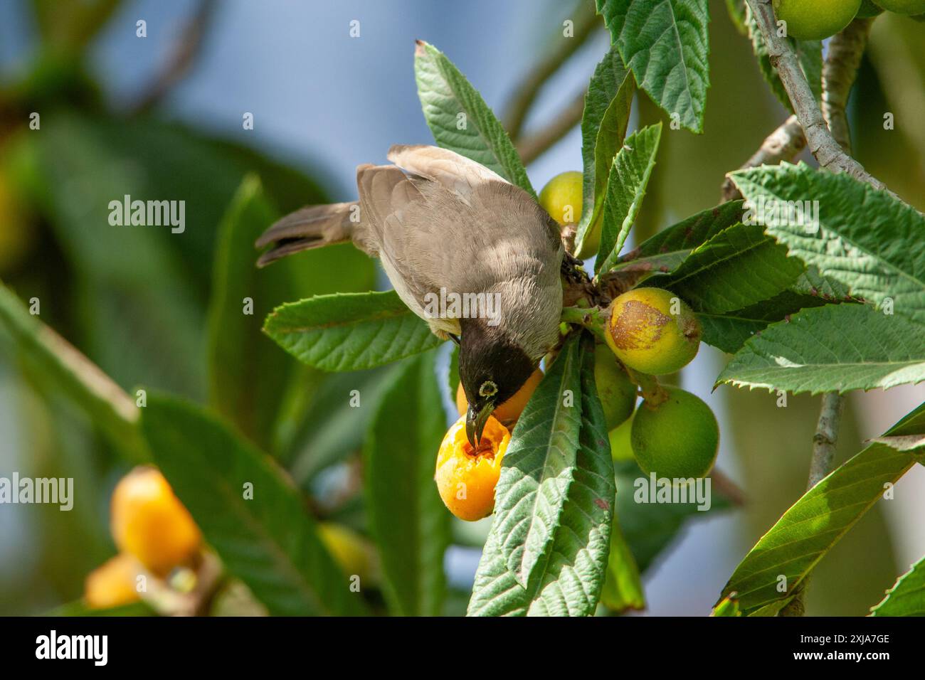 white-spectacled bulbul (Pycnonotus xanthopygos) on a loquat ...