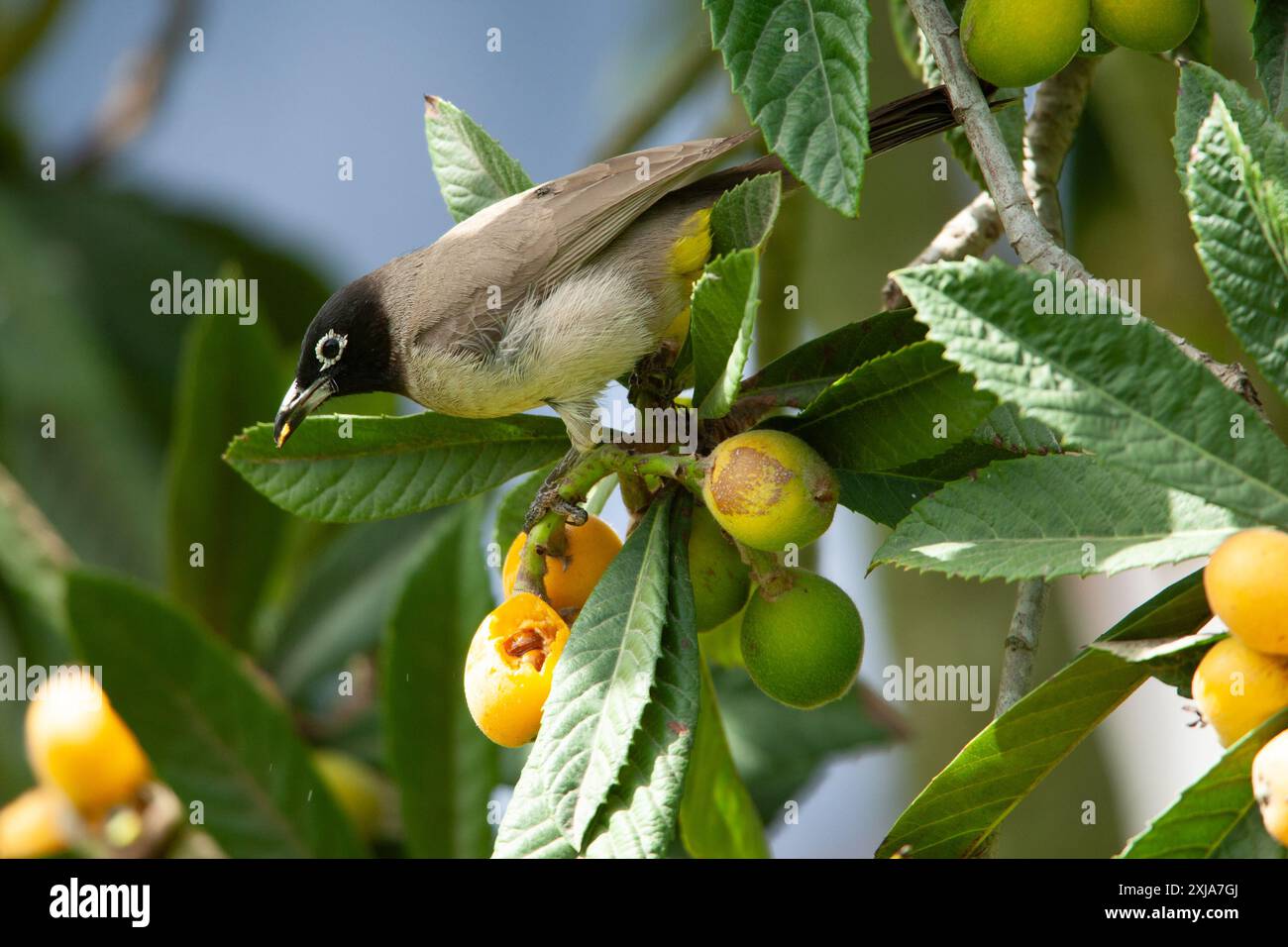 Israel loquat tree eriobotrya japonica hi-res stock photography and ...