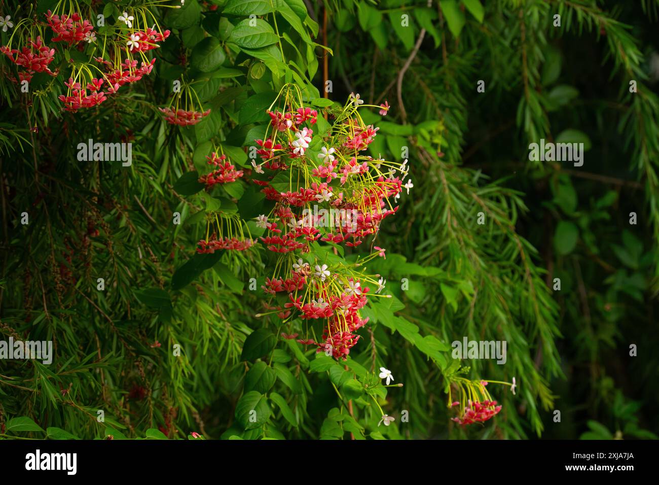 Combretum hi-res stock photography and images - Alamy