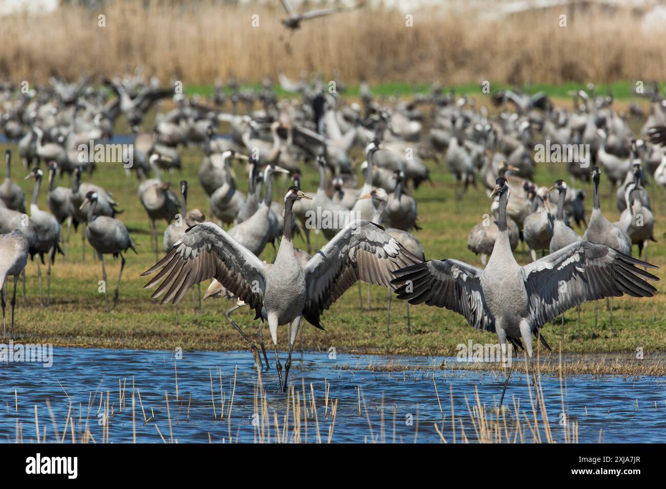Common crane (Grus grus). Large migratory crane species that lives in ...