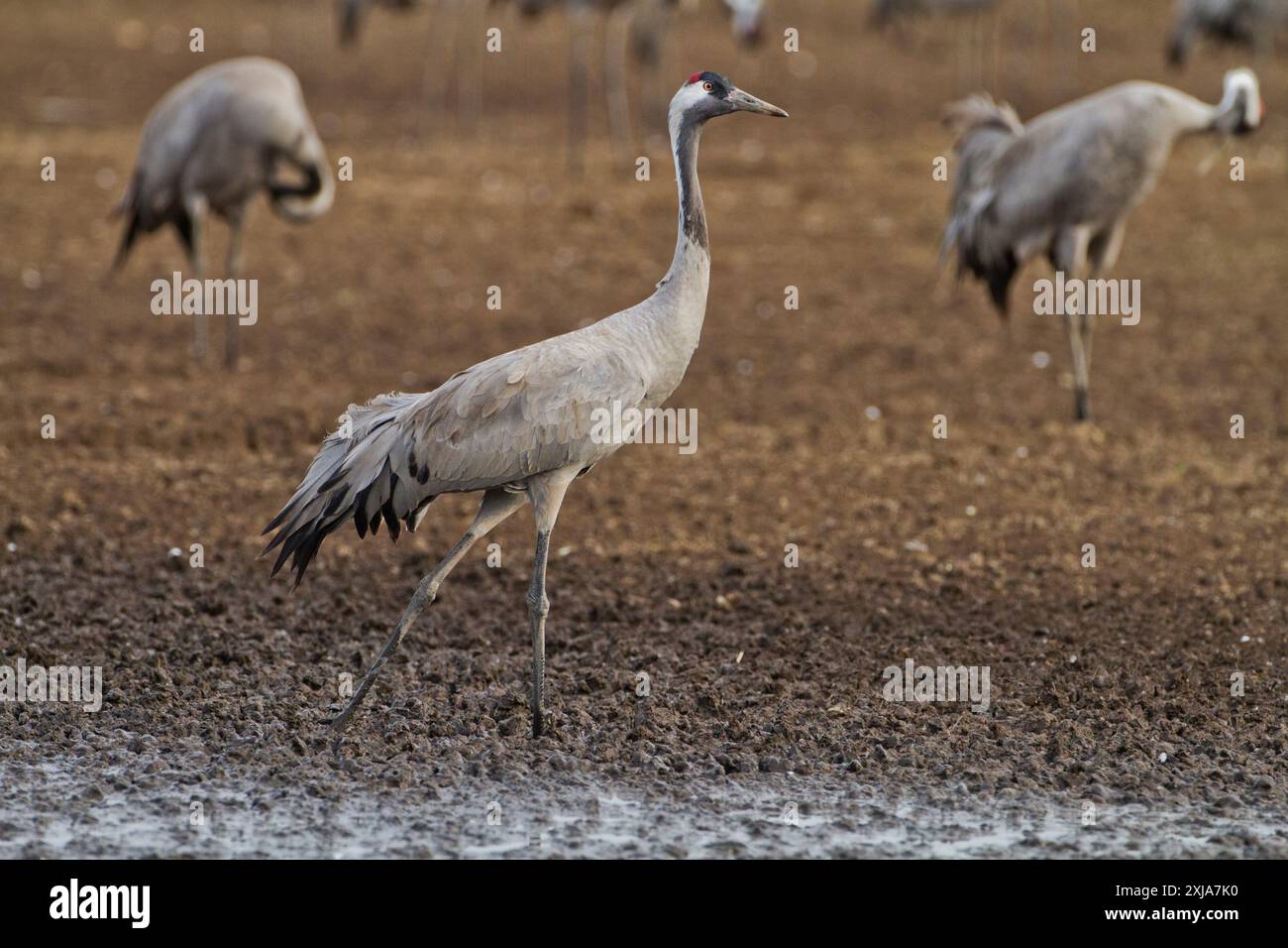 Common crane (Grus grus). Large migratory crane species that lives in ...