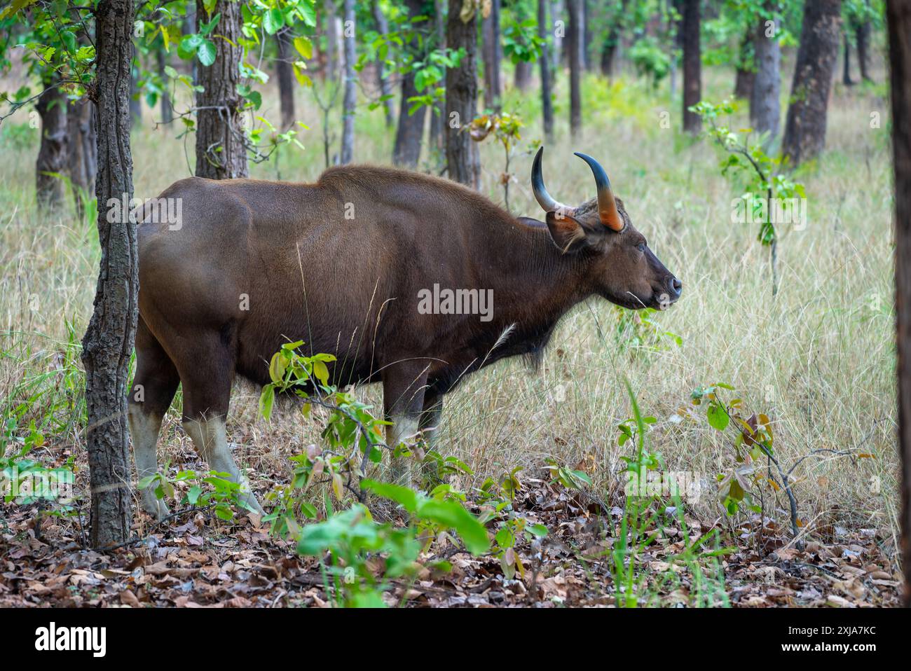 Gaur (Bos gaurus) This large species of ox is found throughout southern ...