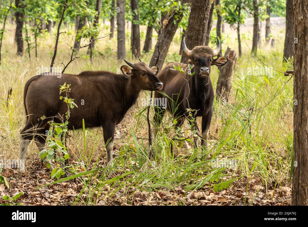 Gaur (Bos gaurus) This large species of ox is found throughout southern ...