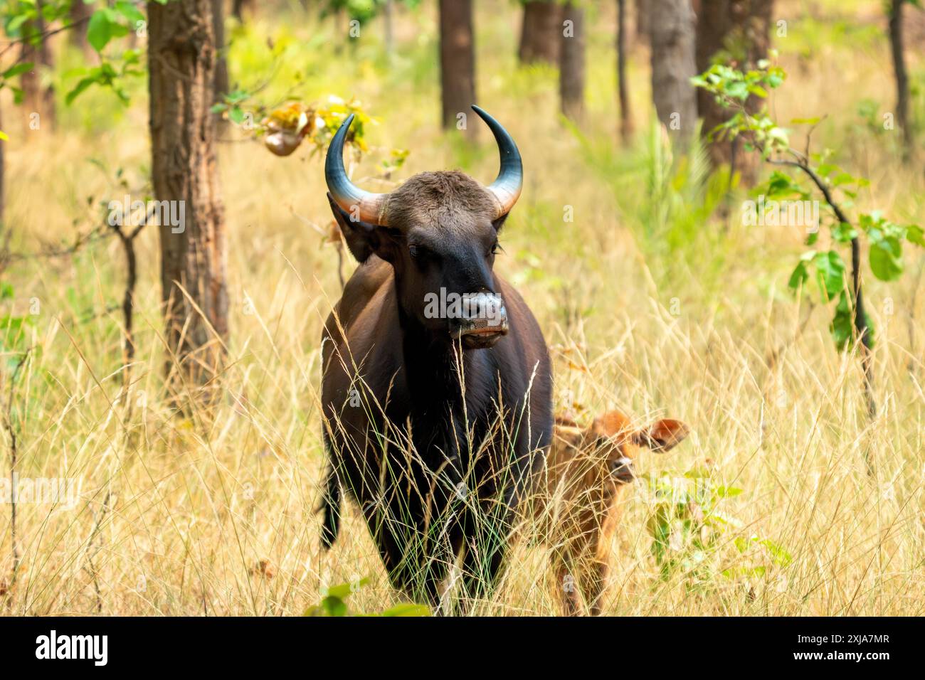 Gaur calves hi-res stock photography and images - Alamy
