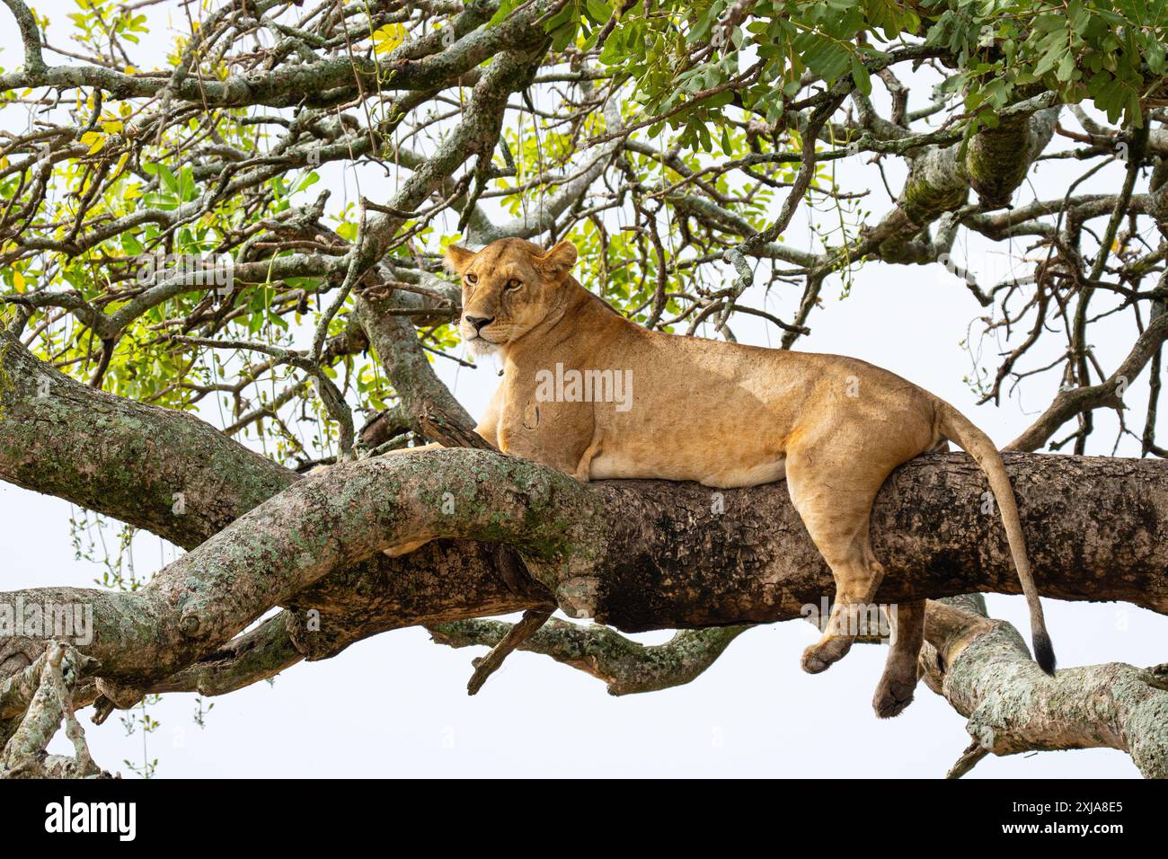 lioness resting in a tree Photographed at Lake Manyara National Park. Home of the tree climbing ...