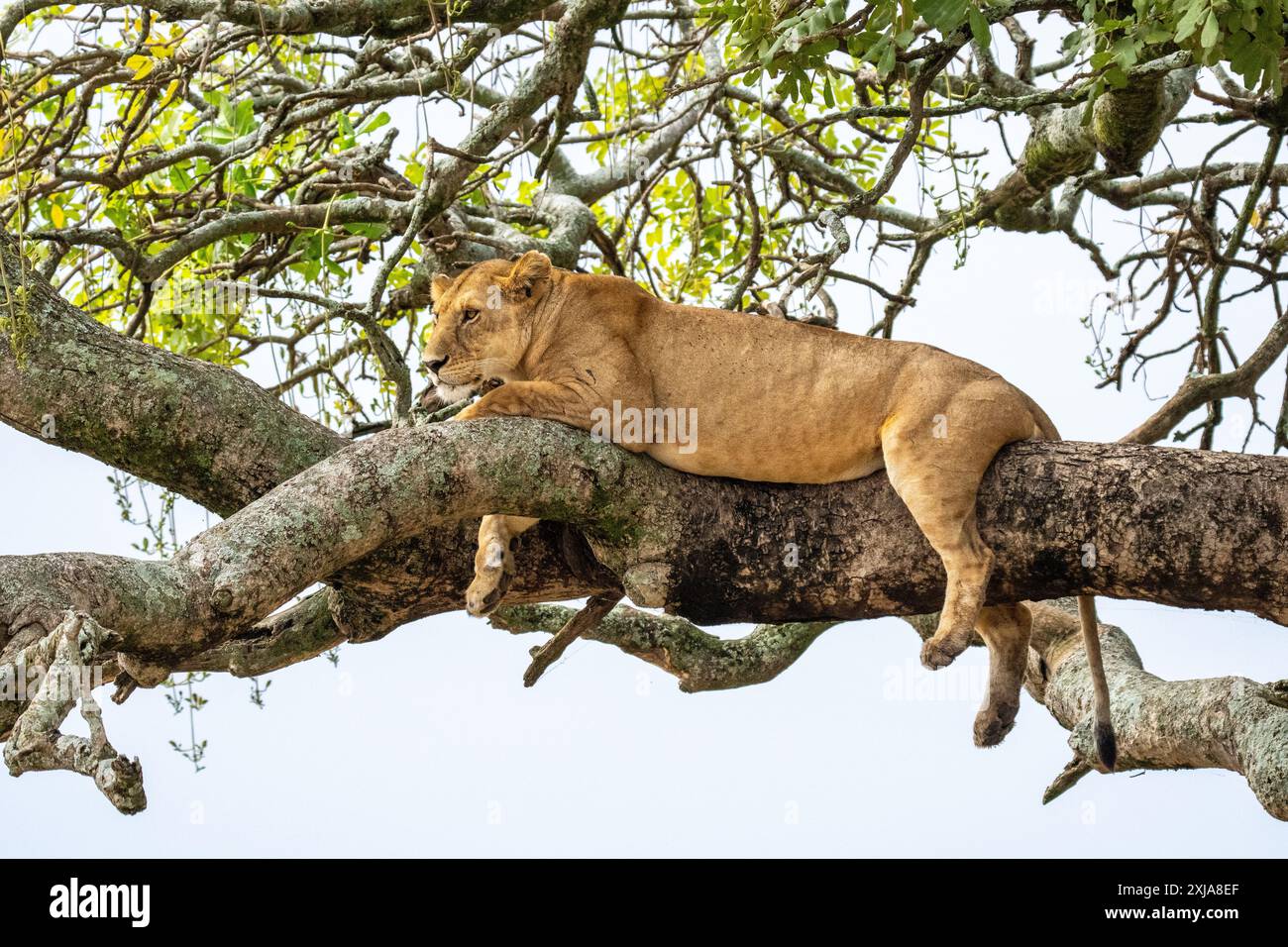 lioness resting in a tree Photographed at Lake Manyara National Park ...
