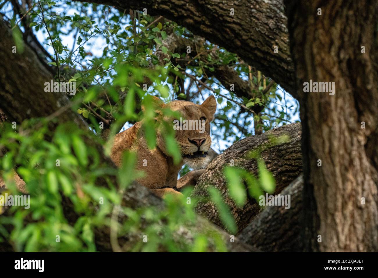 lioness resting in a tree Photographed at Lake Manyara National Park ...