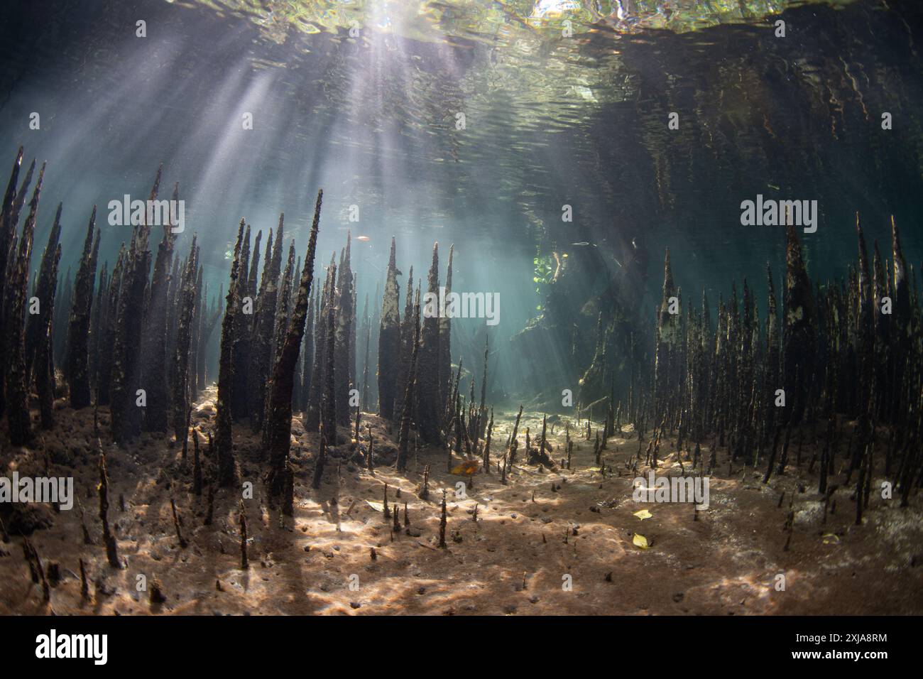 Pneumatophores rise from the seafloor of a mangrove forest along the ...