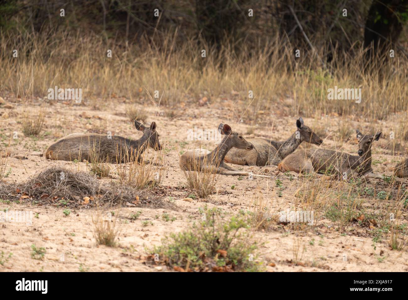 Female Sambar deer (Rusa unicolor) صمبر in India's Bandhavgarh National ...
