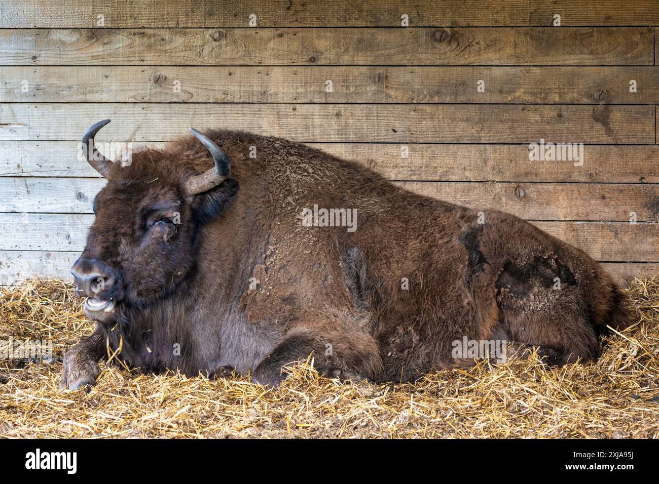 A European bison cow rests in its shelter in the drive-through reserve ...