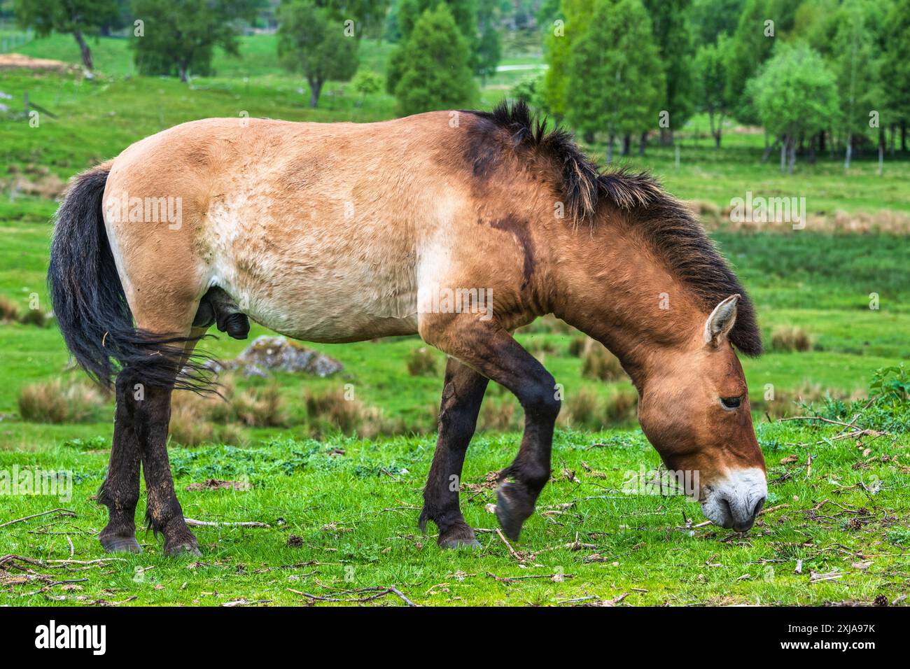 A Przewalski's Horse stallion grazing in the drive-through reserve at ...