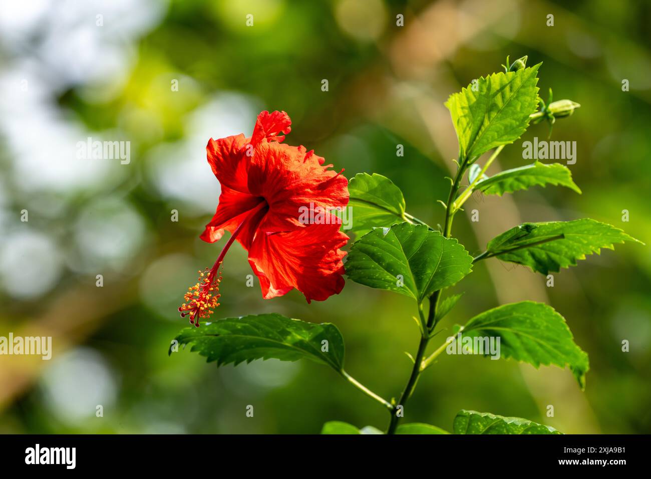 Hibiscus rosa-sinensis, known colloquially as Chinese hibiscus, China ...