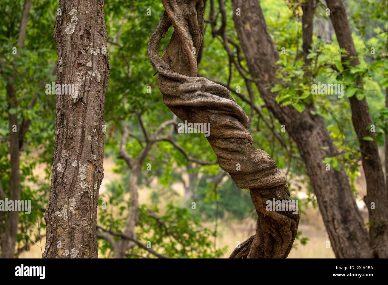 Twisting tree roots hi-res stock photography and images - Alamy