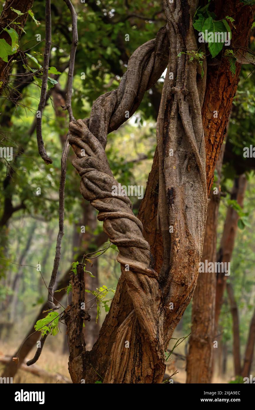 strangle Vine creeper on a trunk of a Ficus tree Photographed in India ...