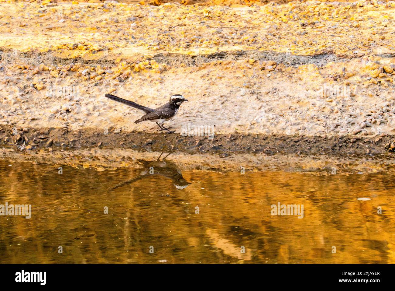 The white-browed fantail (Rhipidura aureola) is a small passerine bird ...