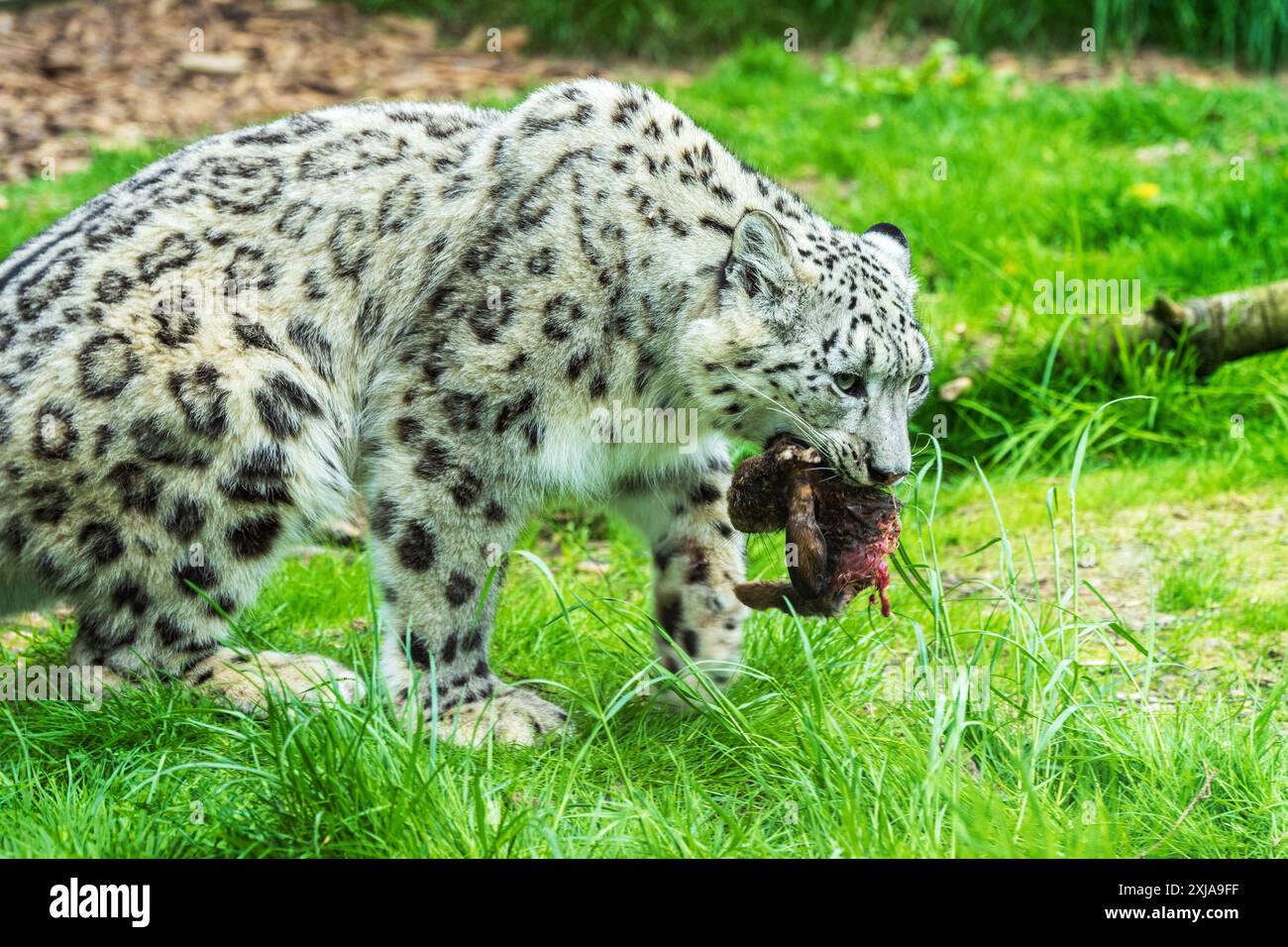 Snow leopard (Panthera uncia) at the Highland Wildlife Park, Kincraig ...