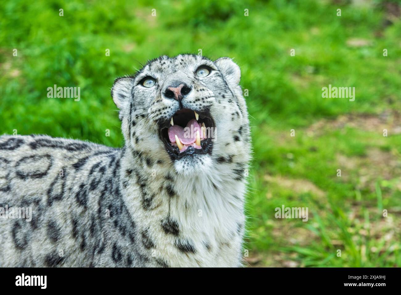 Snow leopard (Panthera uncia) at the Highland Wildlife Park, Kincraig ...