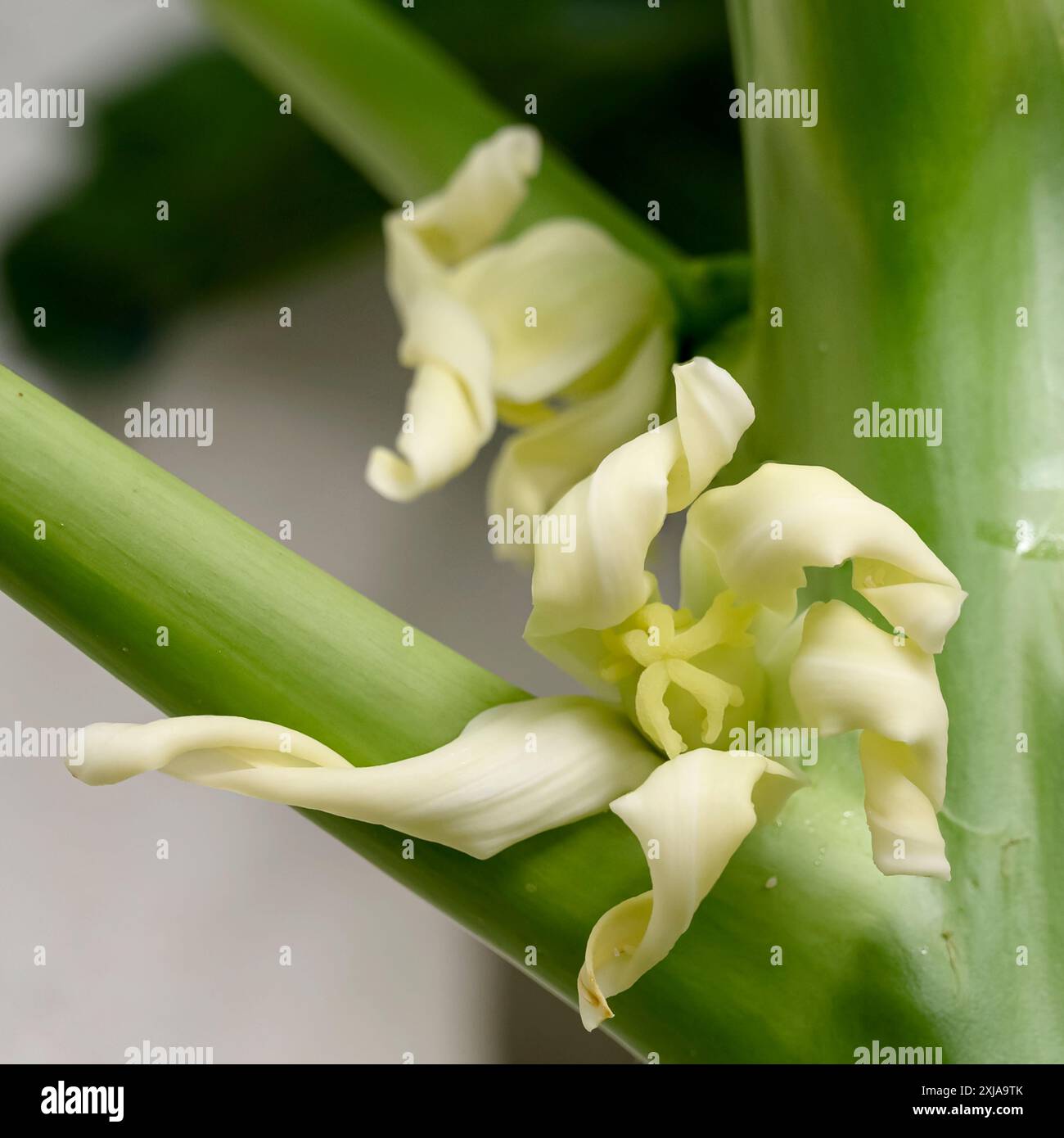 Papaya flowers hi-res stock photography and images - Alamy