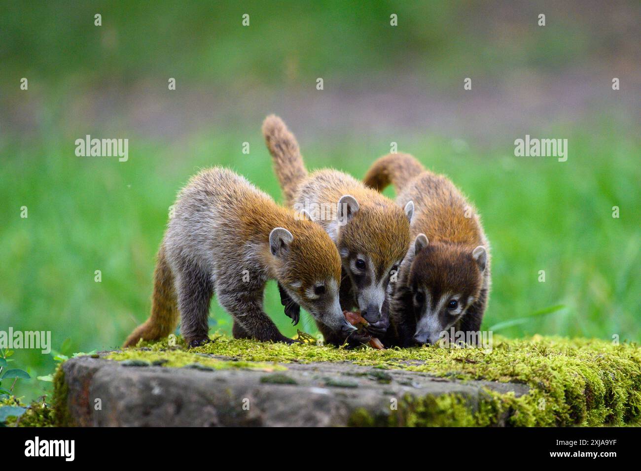 Three trunked hi-res stock photography and images - Alamy