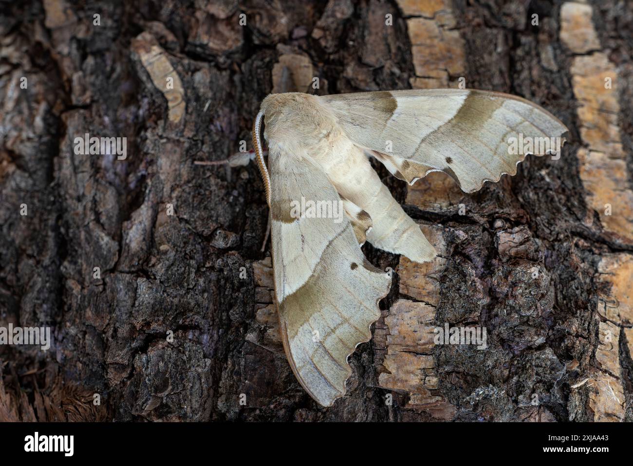 Oak Hawk-moth - Marumba quercus, beautiful large moth from woodlands ...