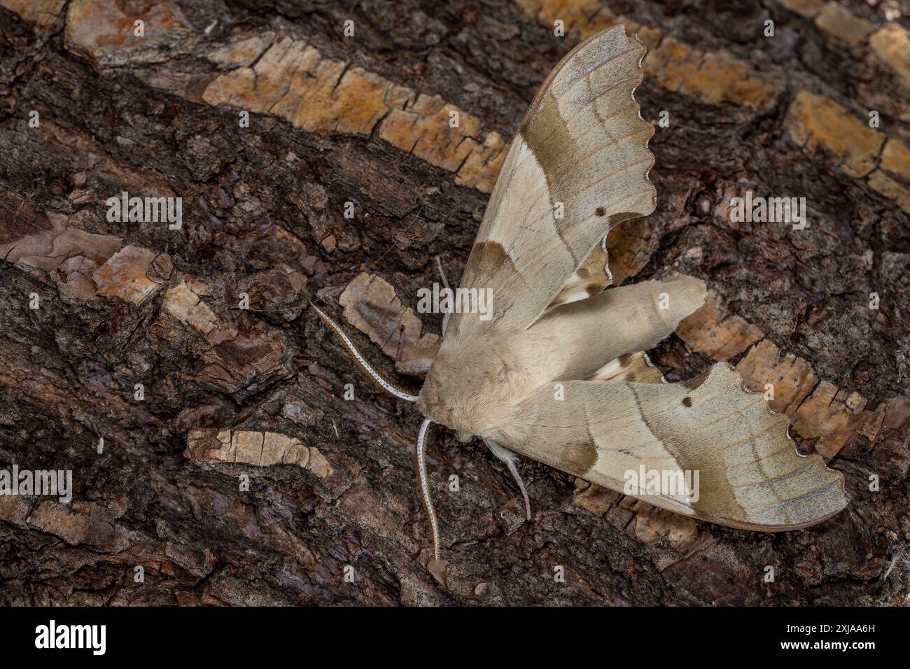 Oak Hawk-moth - Marumba quercus, beautiful large moth from woodlands ...