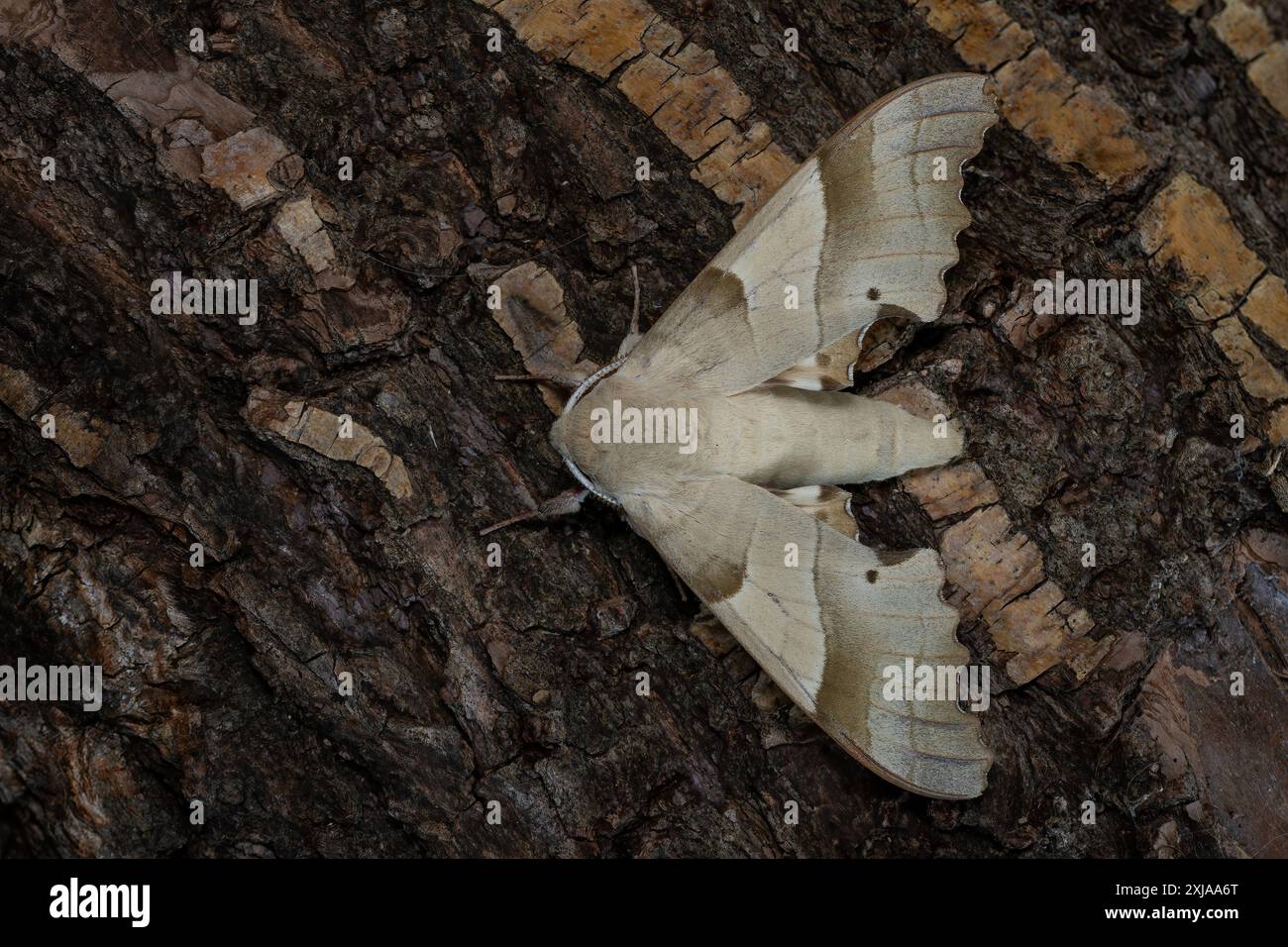 Oak Hawk-moth - Marumba quercus, beautiful large moth from woodlands ...