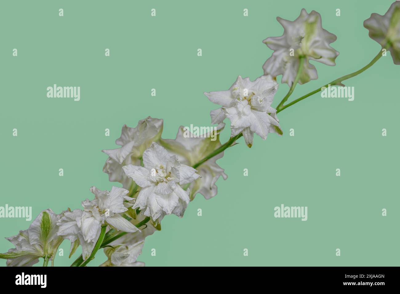 Closeup white delphinium flower hi-res stock photography and images - Alamy