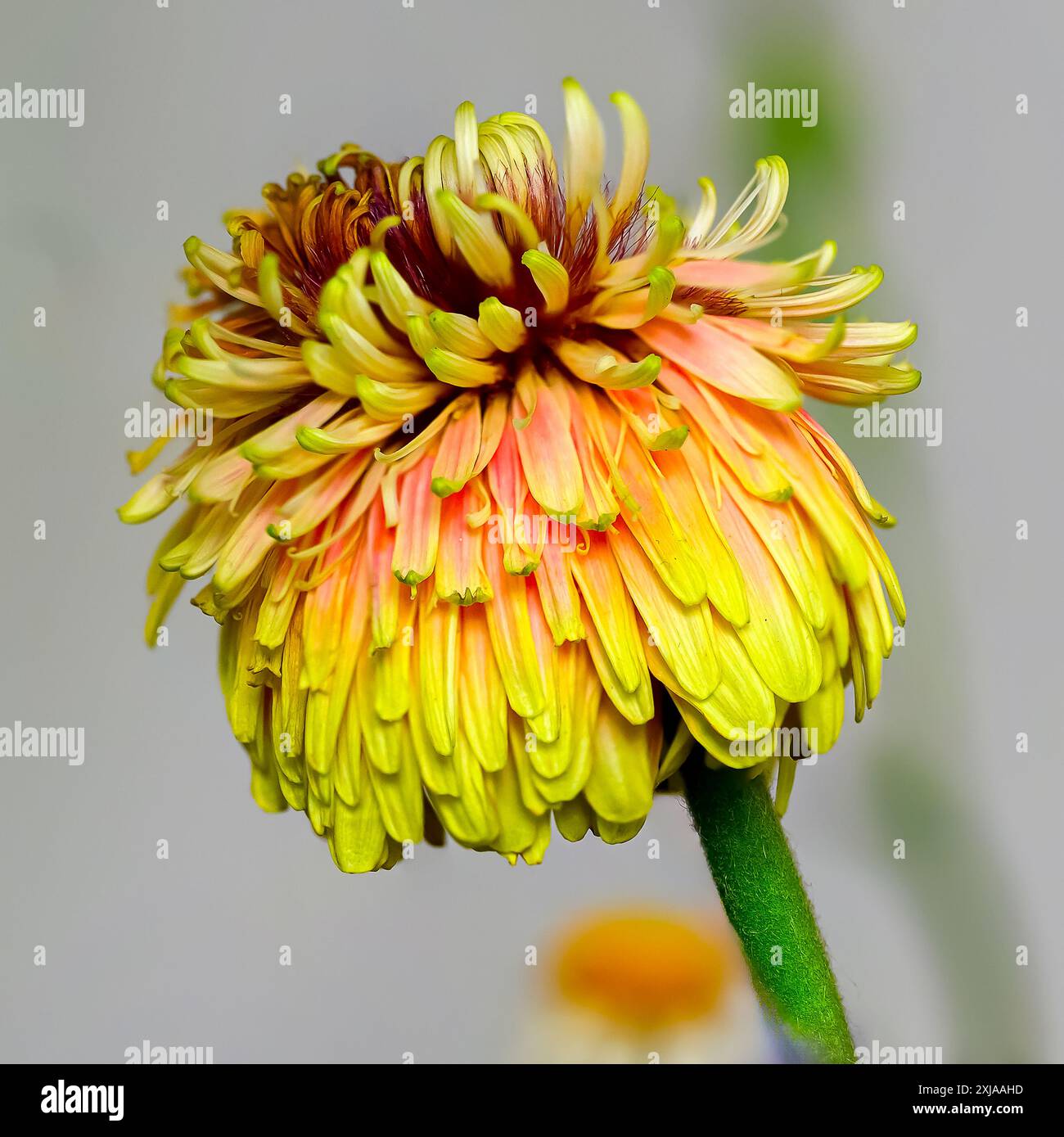 wilting yellow to orange Chrysanthemum Stock Photo - Alamy