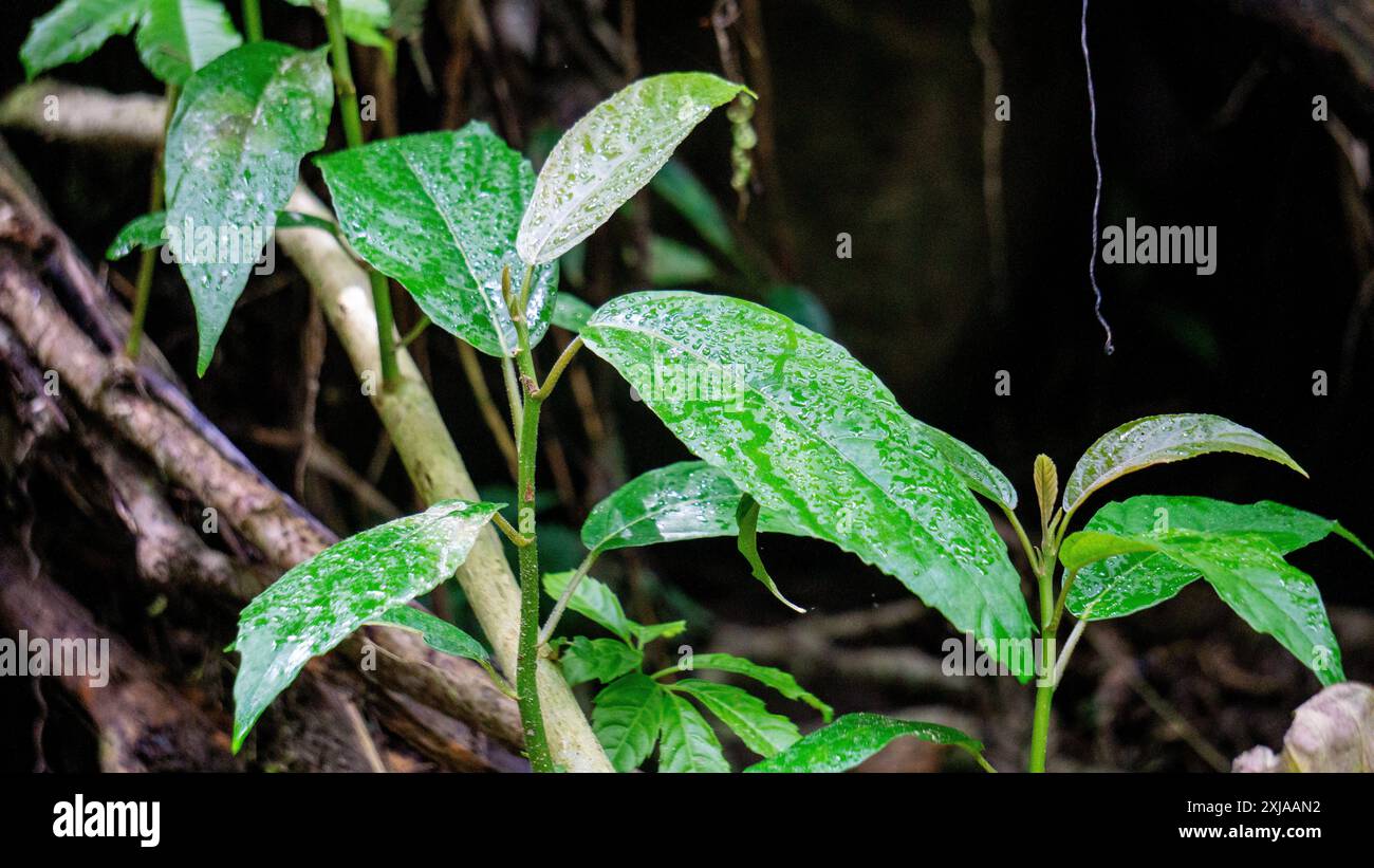Dendrocnide stimulans (Jelatang gajah, pulus, Laportea stenophylla ...