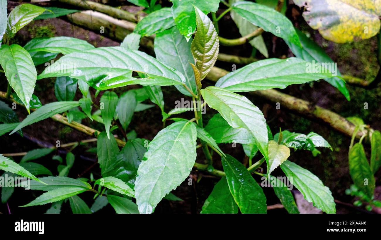 Laportea stimulans hi-res stock photography and images - Alamy