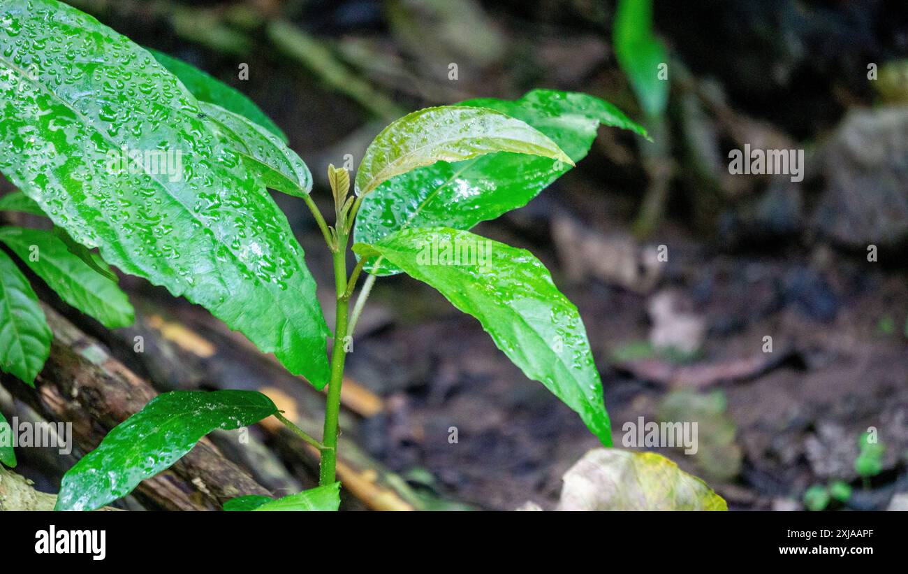 Laportea stimulans hi-res stock photography and images - Alamy